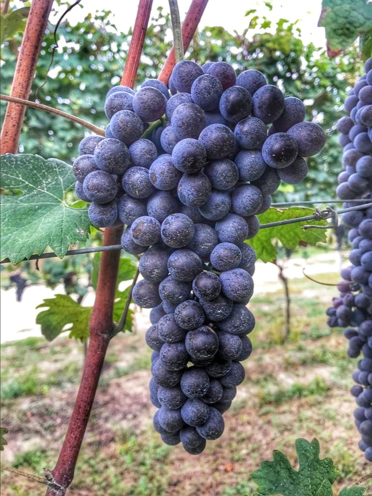 Rossi – Vin et Alchimie